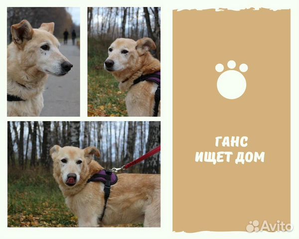 Ганс - добрая собака