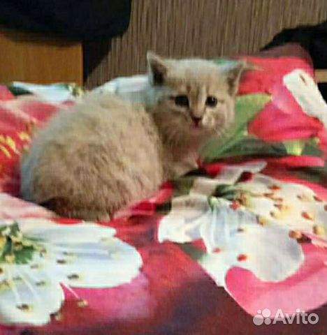 Кото-малышка Мася в добрые руки