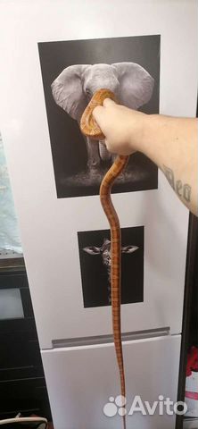 Маисовый полоз (normal)