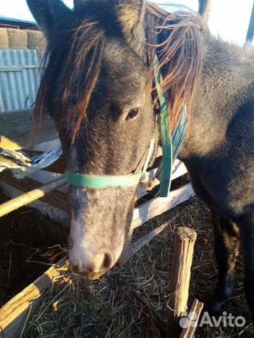 Продам жеребенка