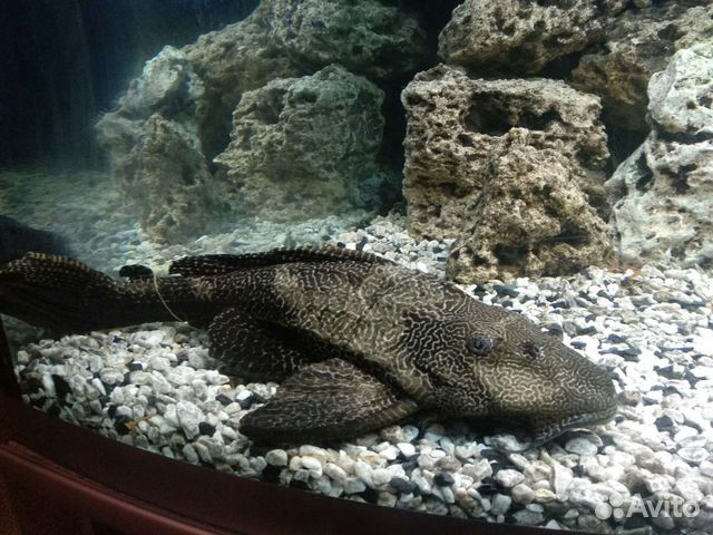 Распродажа аквариума