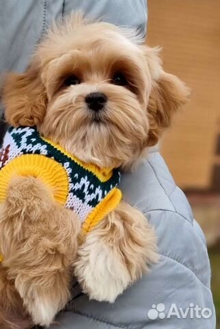 Мальтипу мальчик ф1 корея