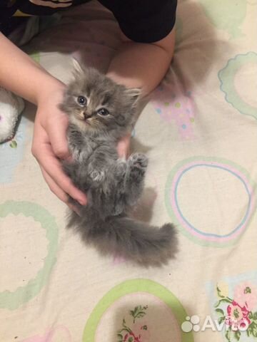 Шотландские котята вислоухие и прямоухие