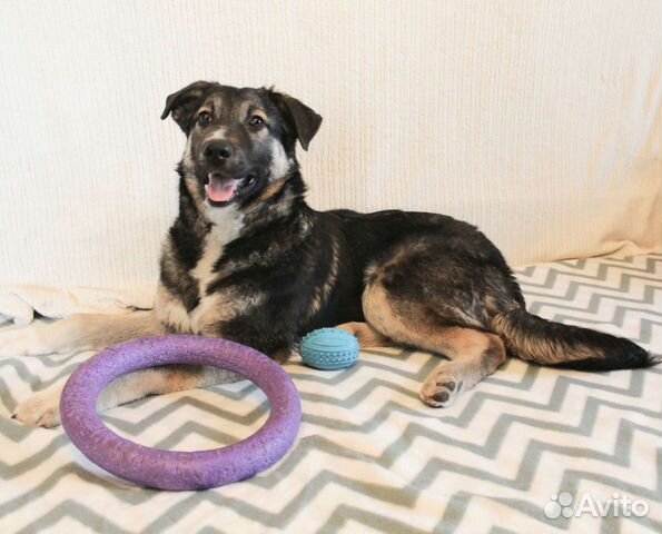 Ласковый, плюшевый Мишка ищет дом