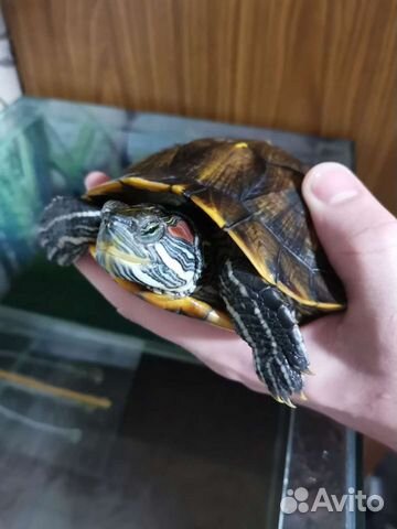 Красноухая черепаха, аквариум, террариум