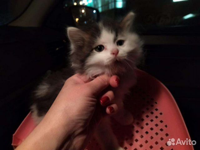 Очень ласковый пуховый котенок в дар 1,5 мес