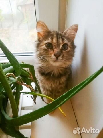 Котенок сибирской кошки