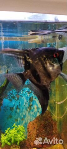 Скалярию крупную в добрые руки