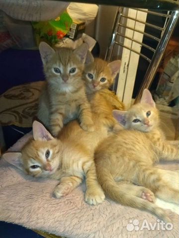 Очаровательные рыжие котята ждут своих хозяев