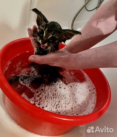 Котенок в добрые руки мальчик