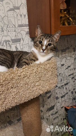 Девочка красавица Бэлла11 мес ищет передержку дом