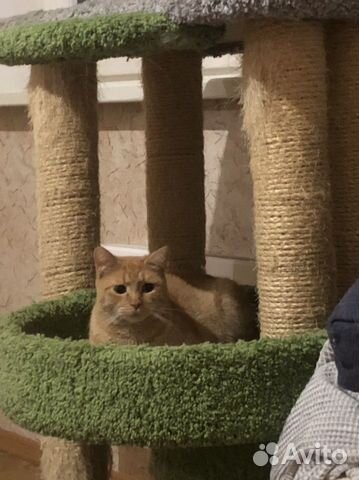 Муля Рыжая кошечка кошка осторожная в добрые руки