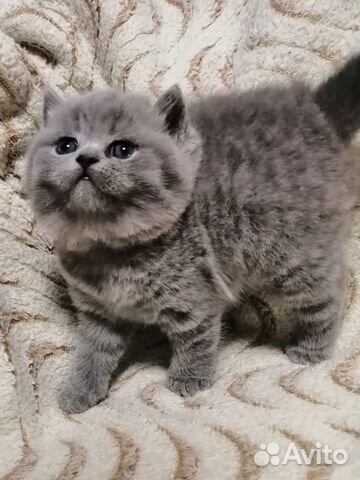 Британские котята