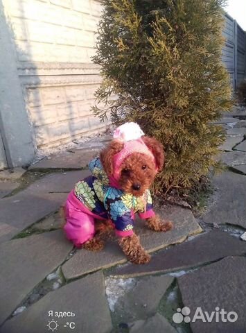 Той пудель девочка