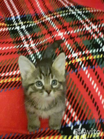 Котенок мальчик полтора месяца