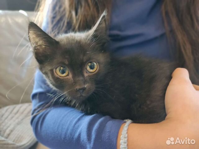 Котенок чёрненький девочка 3 мес