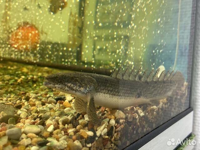 Полиптерус дельгези