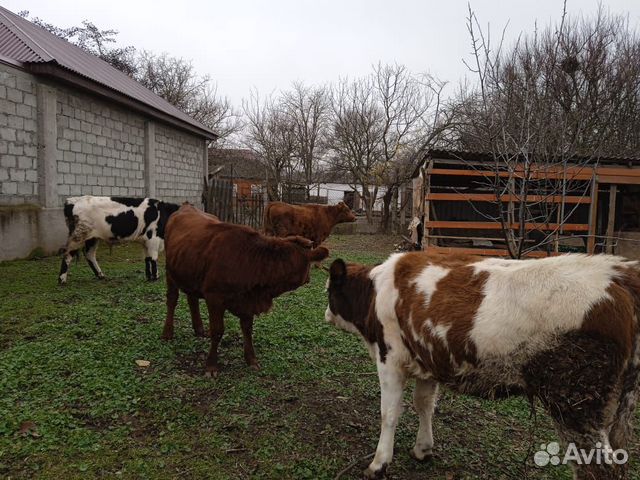 Продаються телята и один бычок 1 год и бычку 10 ме
