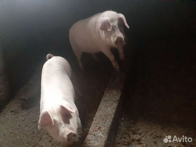 Поросенок ландрас