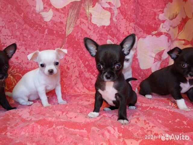 Чихуахуа. Черные и белые жемчужинки