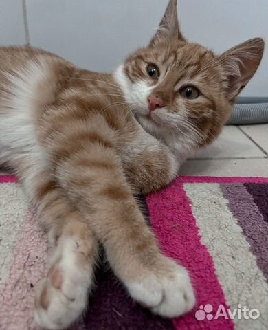 Спасенный котенок ищет дом