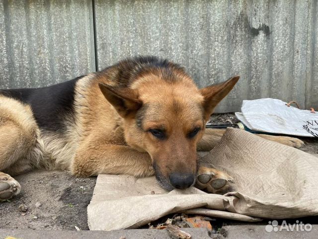 Фенотип овчарки Джек кобель в добрые рукидар беспл