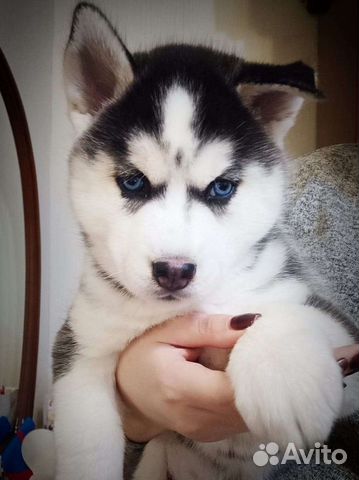 Сибирский хаски новогодние щенки