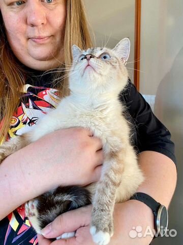 "Тайский" кот Лука