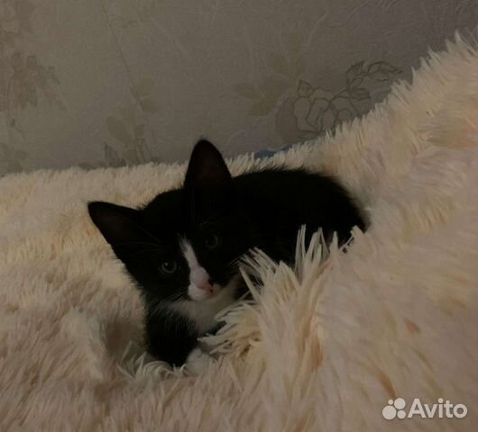 Кошка в добрые руки