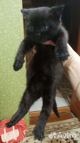 Британский котенок