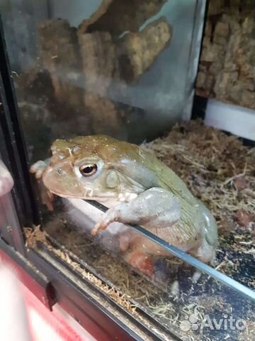 Колорадская жаба (Bufo alvarius)