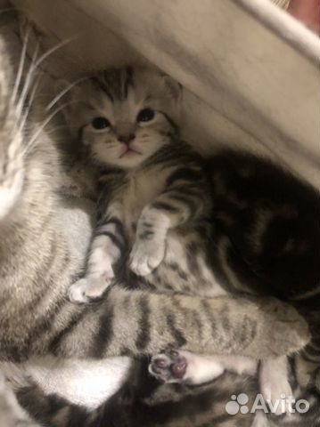 Британские котята