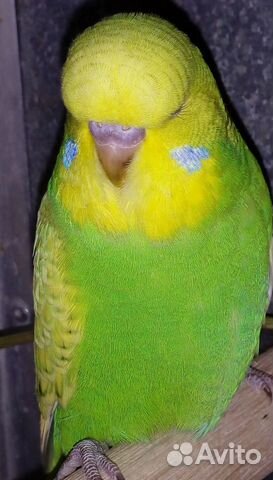 Зелёный попугайчик, птенчик, ввп,чех