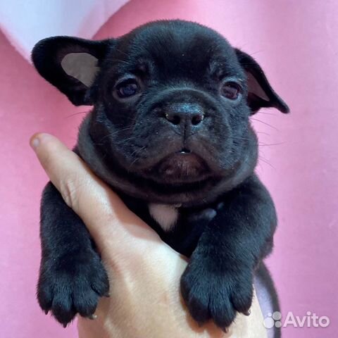 Французская булочка