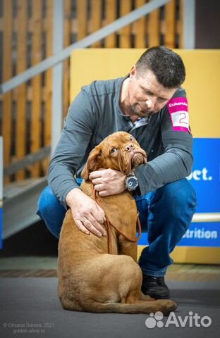 Щенки бордосы