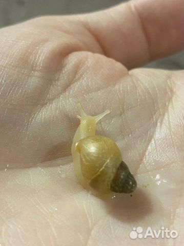 Улитки Ахатины бесплатно