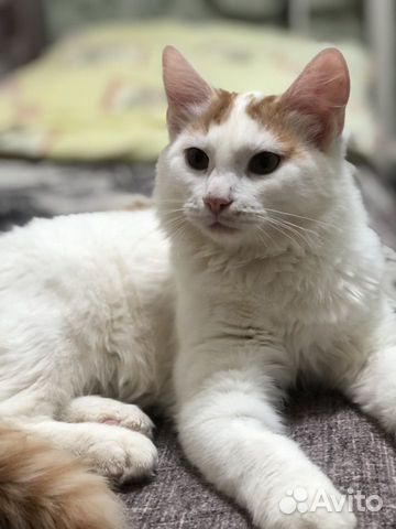 Шикарный кот ищет дом