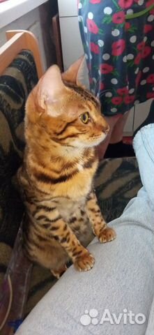 Бенгальская