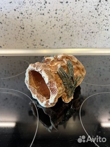 Дом-ракушка