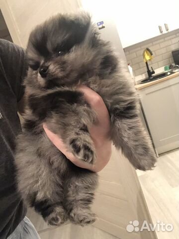 Щенки померанского шпица