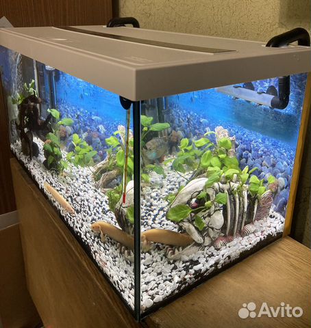 Аквариум eheim