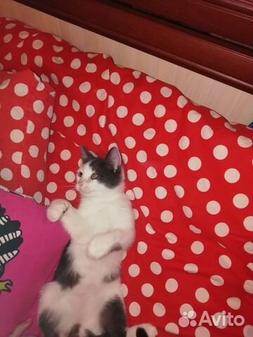 Котенок в добрые