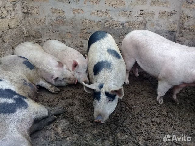 Свиньи сальные