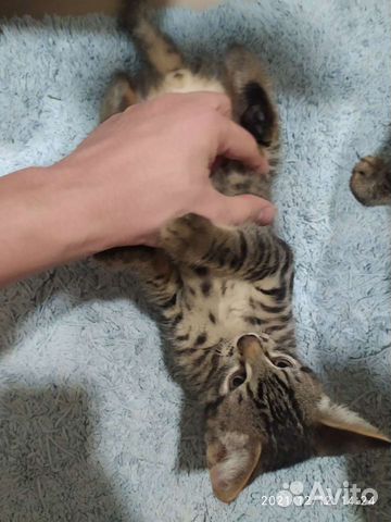 Кошки в добрые руки бесплатно