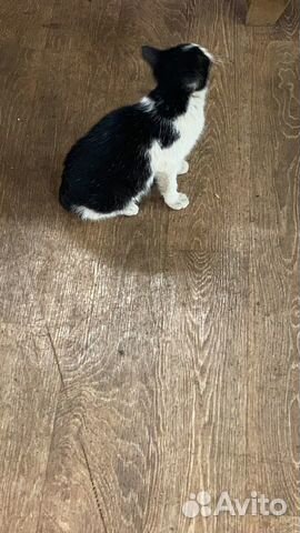 Котик в добрые руки