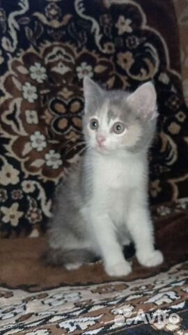 Котята мама шотландская веслоухоя, отдадим в хорош