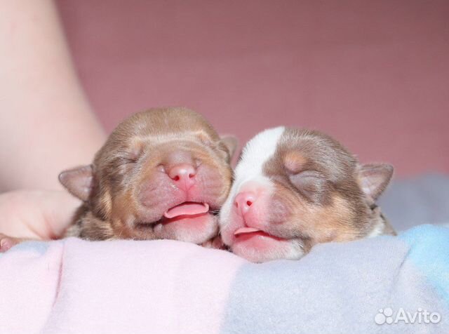 Американский булли шоко продажа