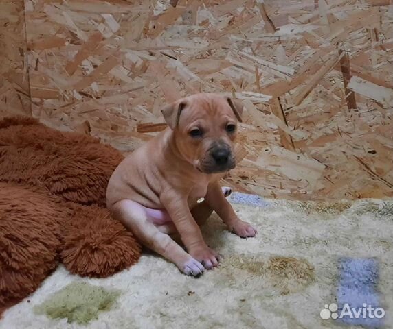 Щенок питбуля