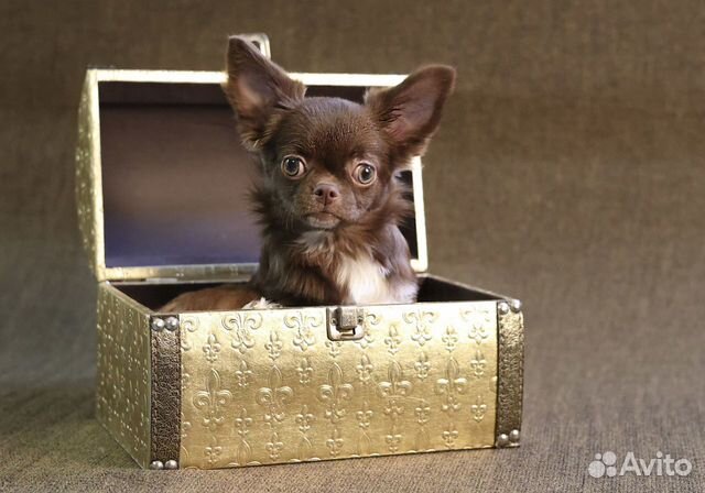 Миниатюрная шоколадка чихуа