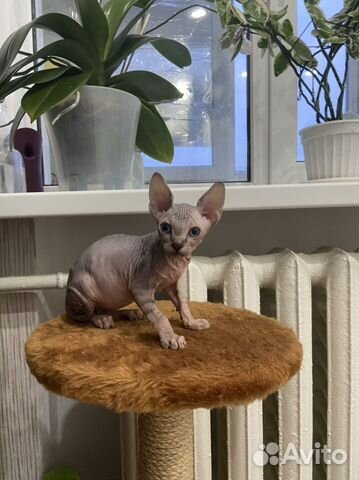 Канадский сфинкс